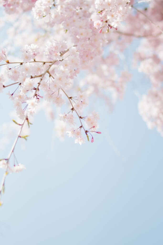 Preparing Mindfully For Spring: A Guide To Psychological Wellness